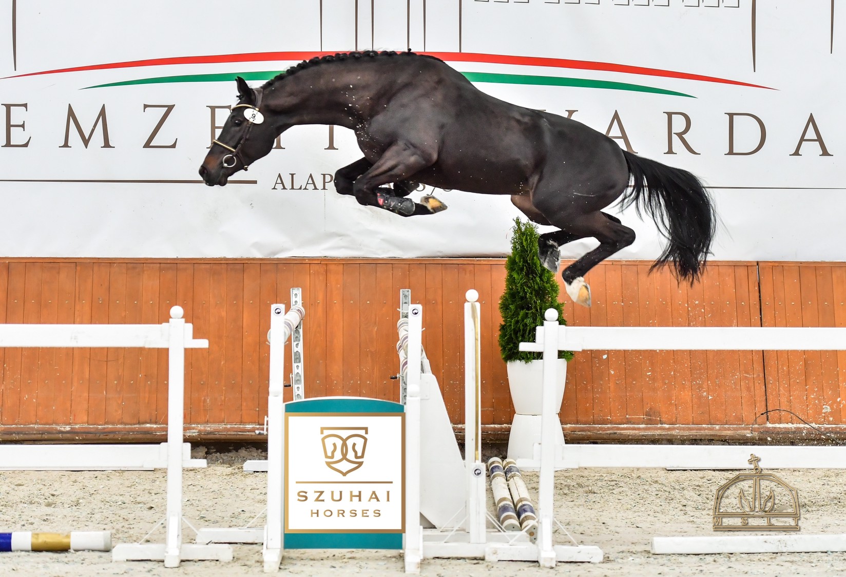 PIG'S MIGHT FLY CC - Szuhai Horses